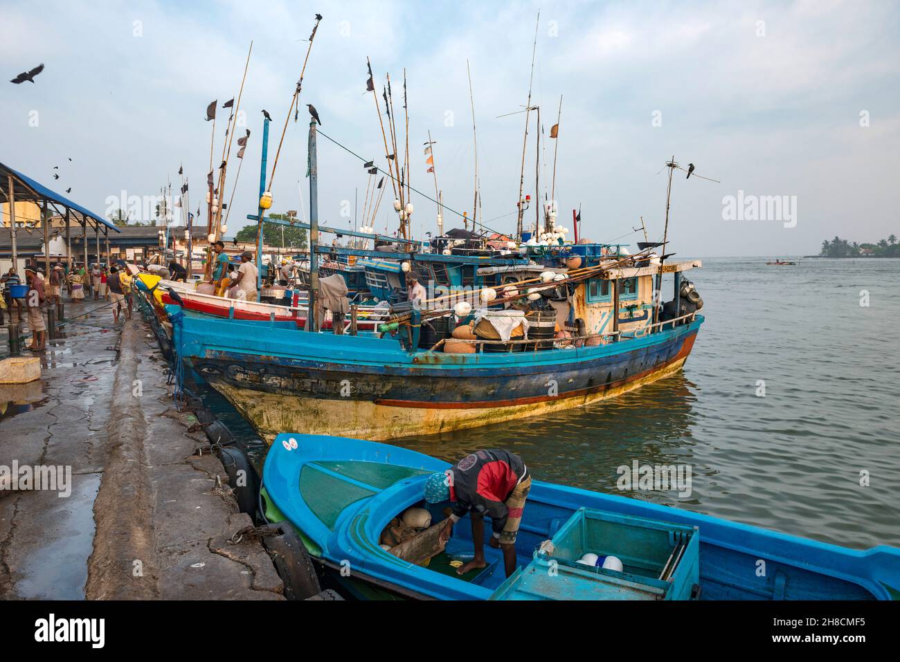 Sri Lanka, Negombo, ville, Stadt, city, marché, Markt, market, poissons ...