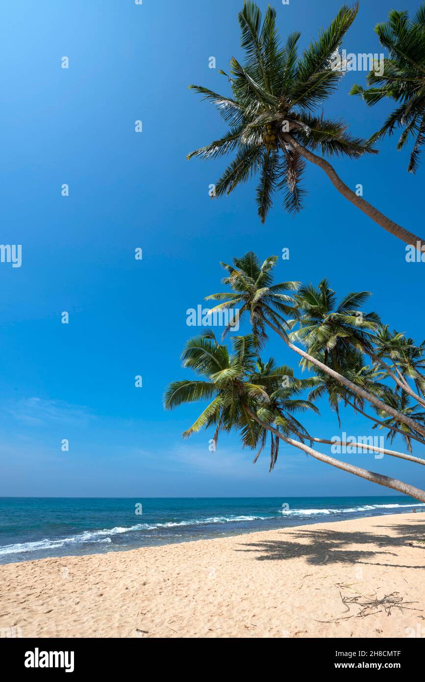 Palmiers sri lanka hi-res stock photography and images - Alamy