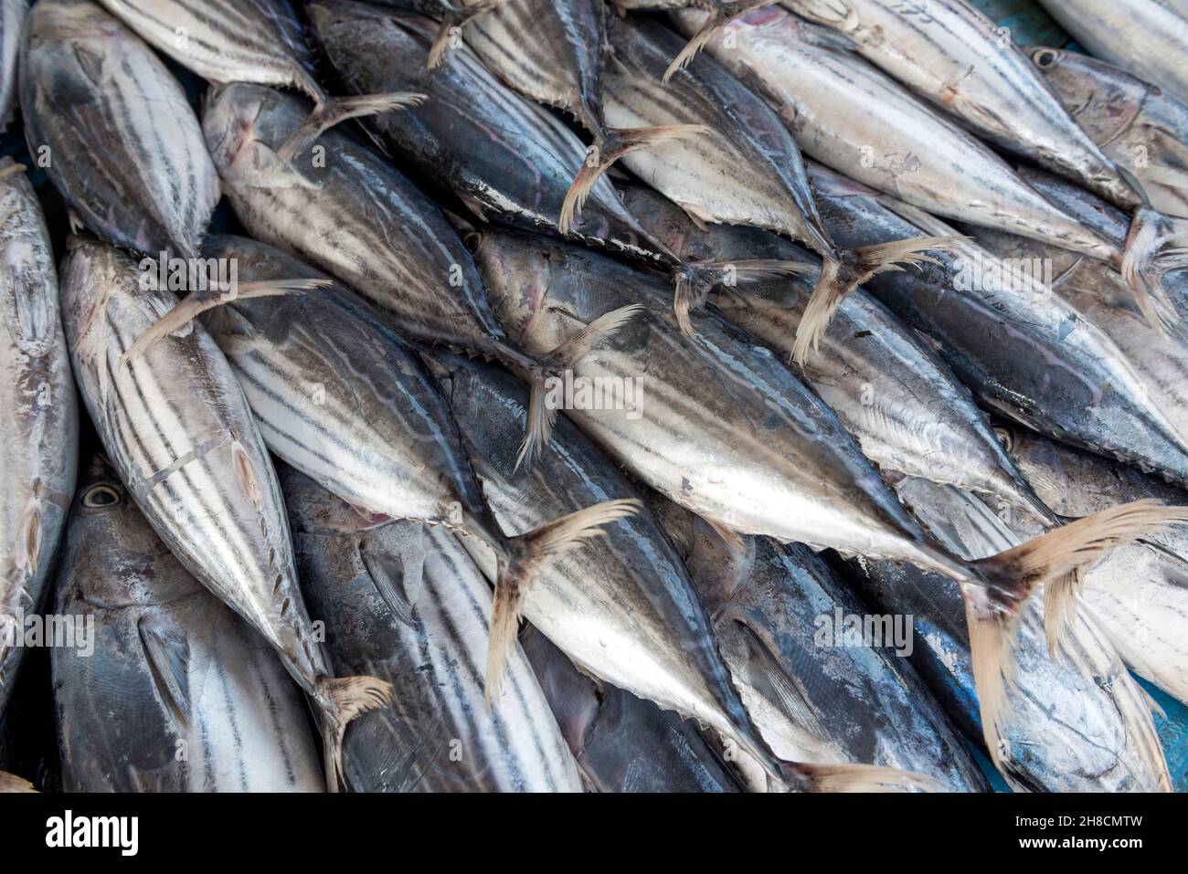 Sri Lanka, Southern Province, Sud du Sri Lanka, Süd Sri Lanka, South ...