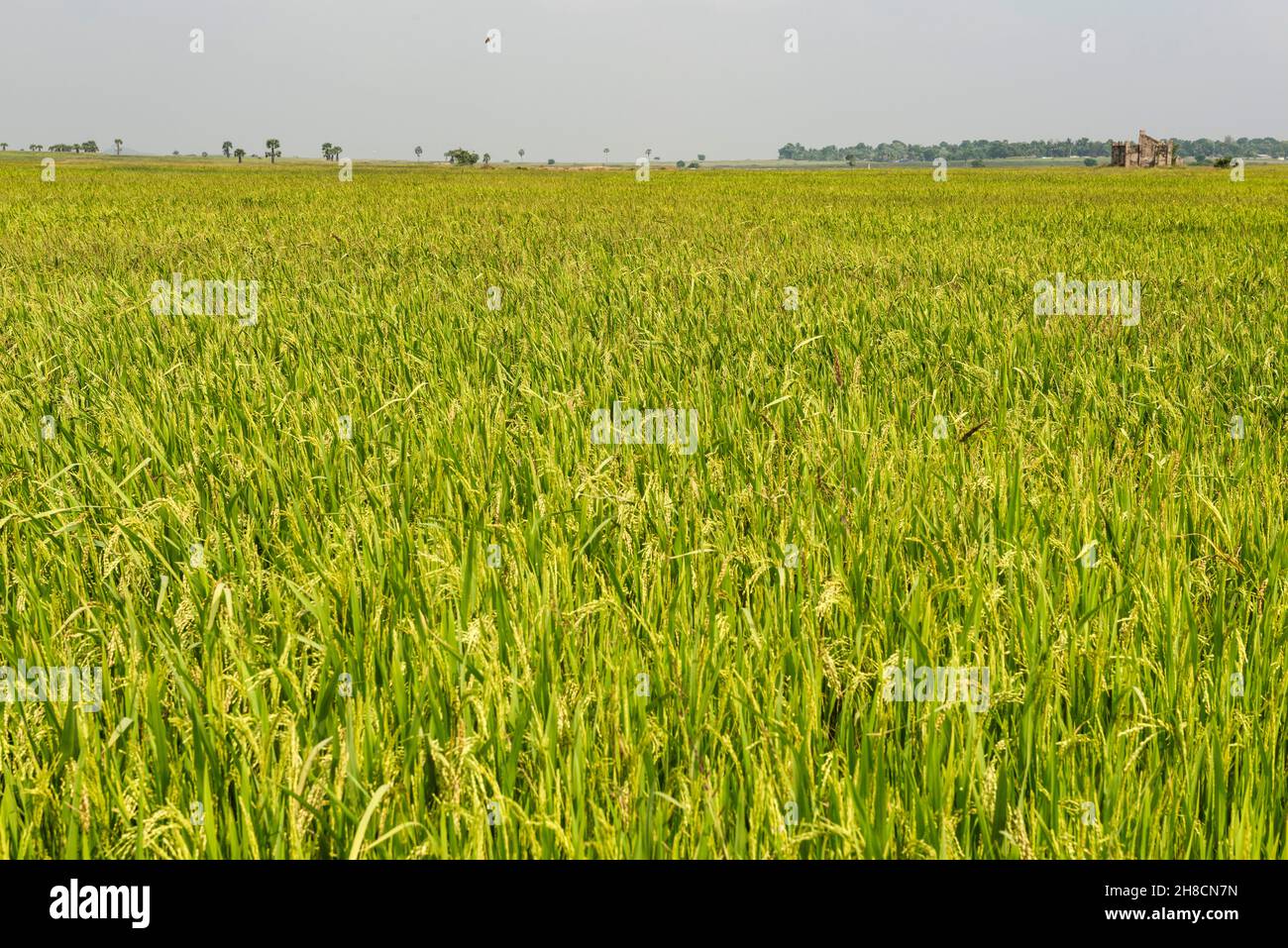 Sri Lanka, la province d'Uva, Uva Province, the Uva Province ...