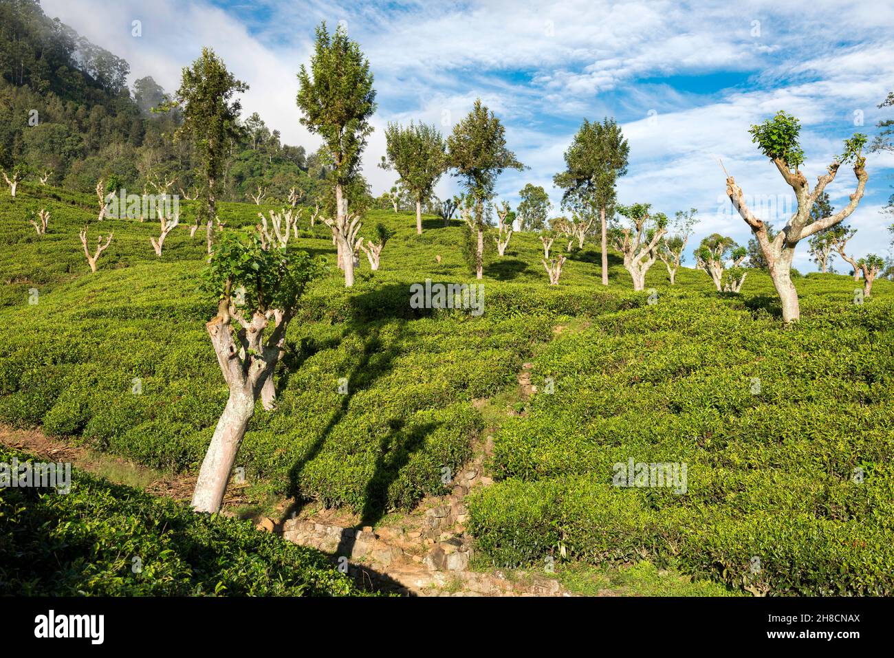 Sri Lanka, la province d'Uva, Uva Province, the Uva Province, montagne ...