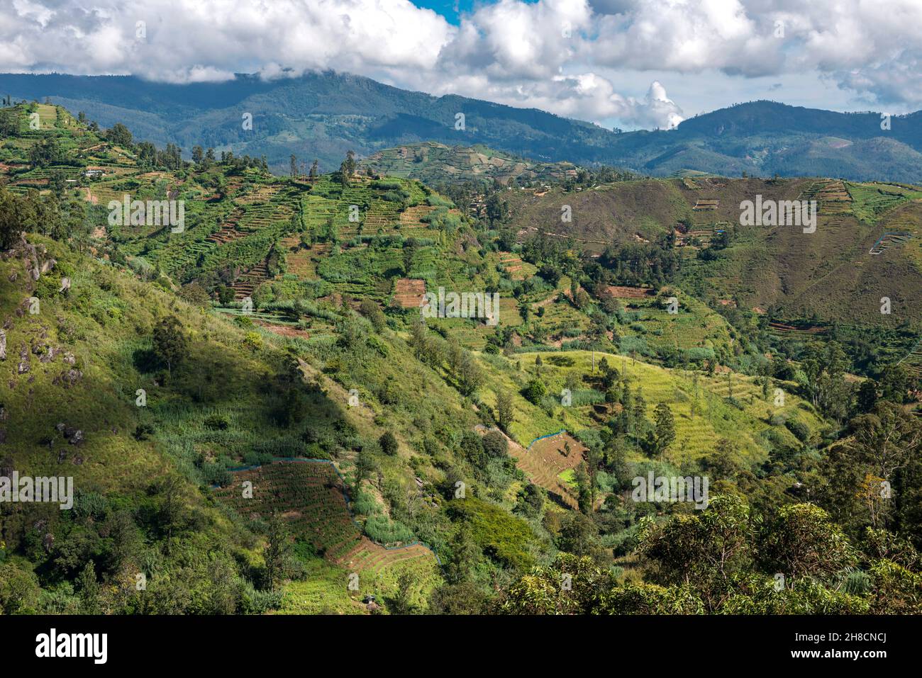 Sri Lanka, La province d'Uva, Uva Province, the Uva Province, champs ...