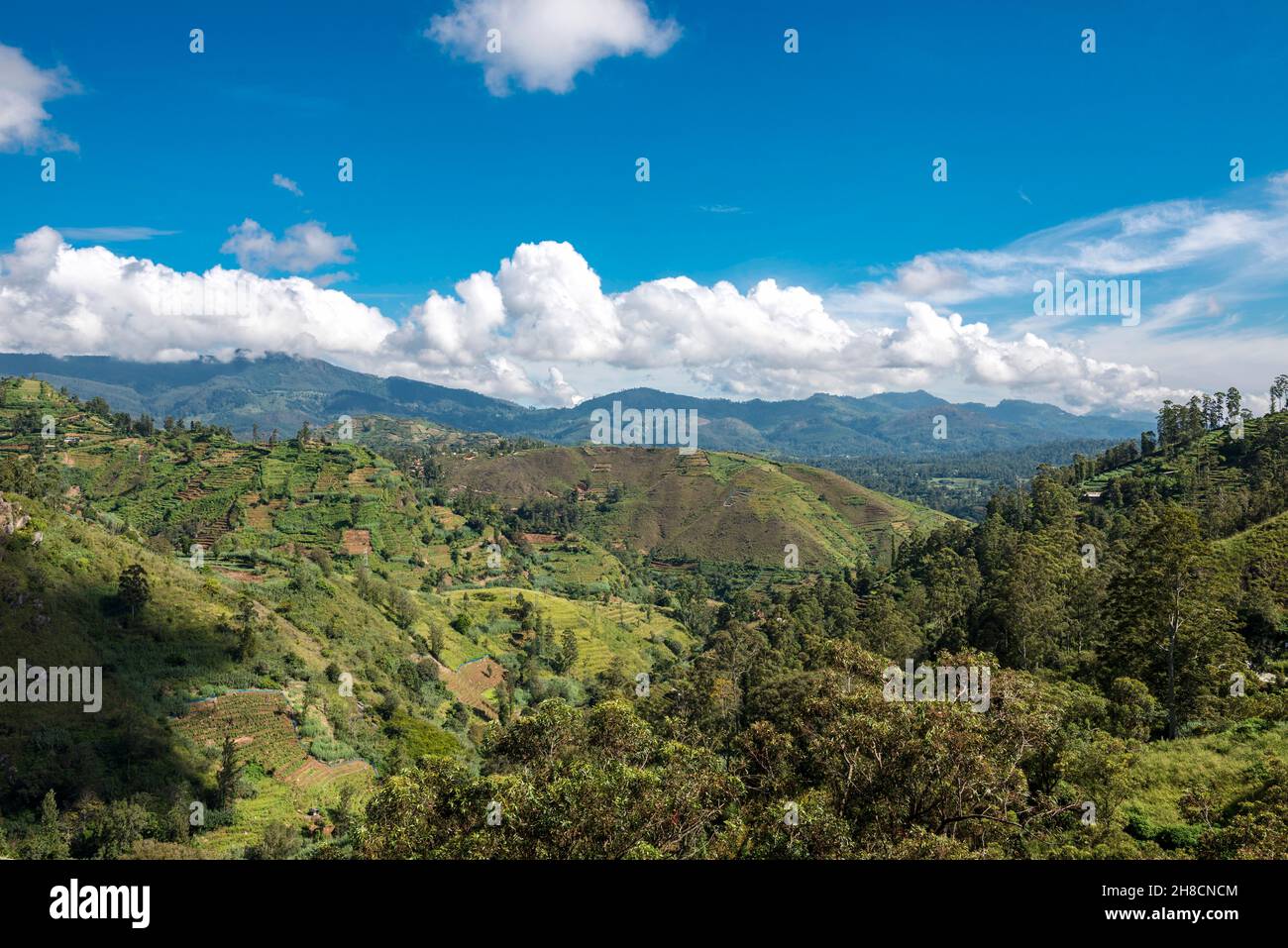 Sri Lanka, La province d'Uva, Uva Province, the Uva Province, champs ...