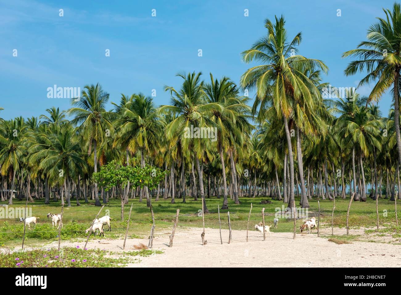 Sri Lanka, Passakudah Pasikuda, beach, palm tree, palm trees, goats ...