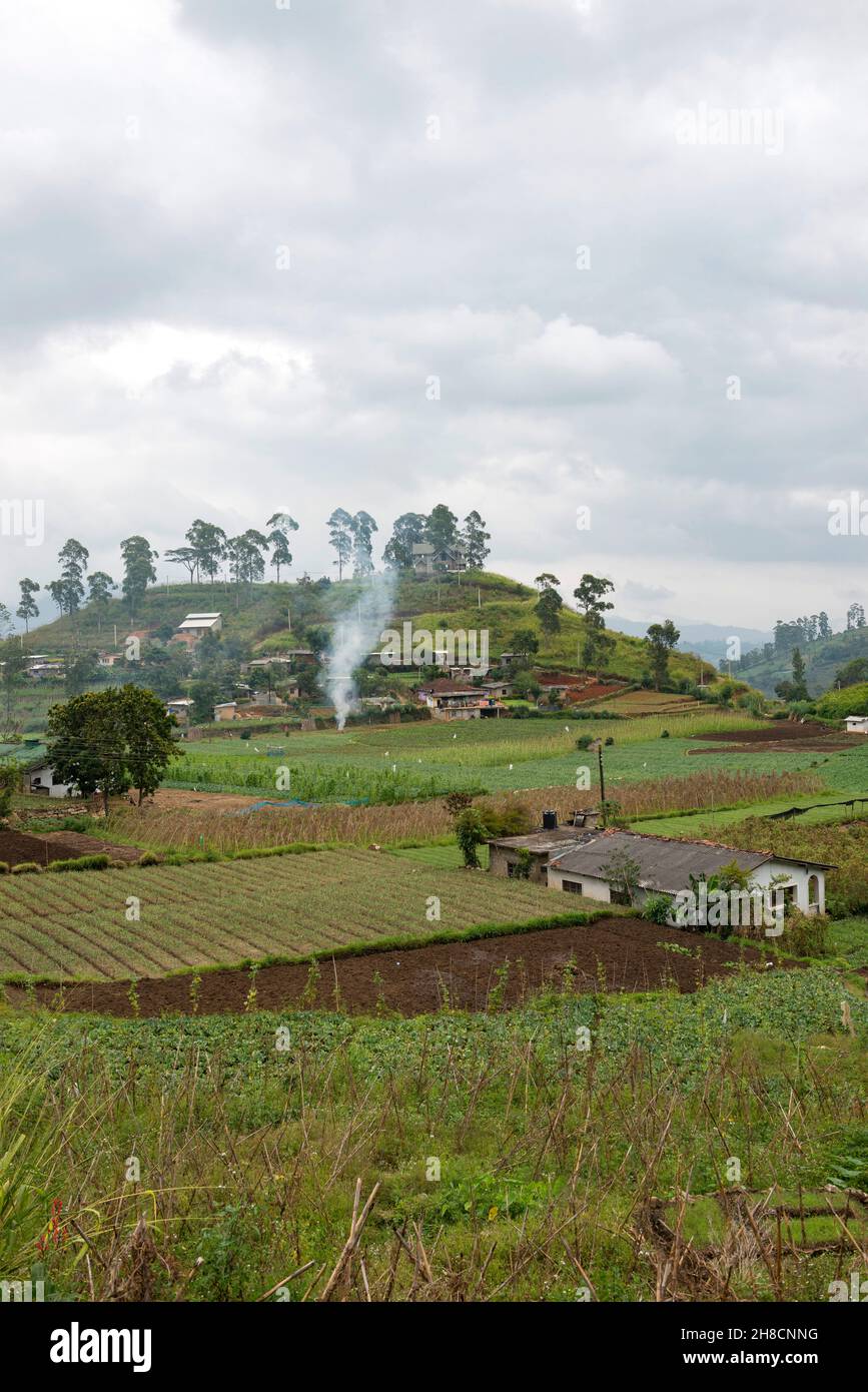 Sri Lanka, province du centre, Centrale Province, Badulla district, sur ...