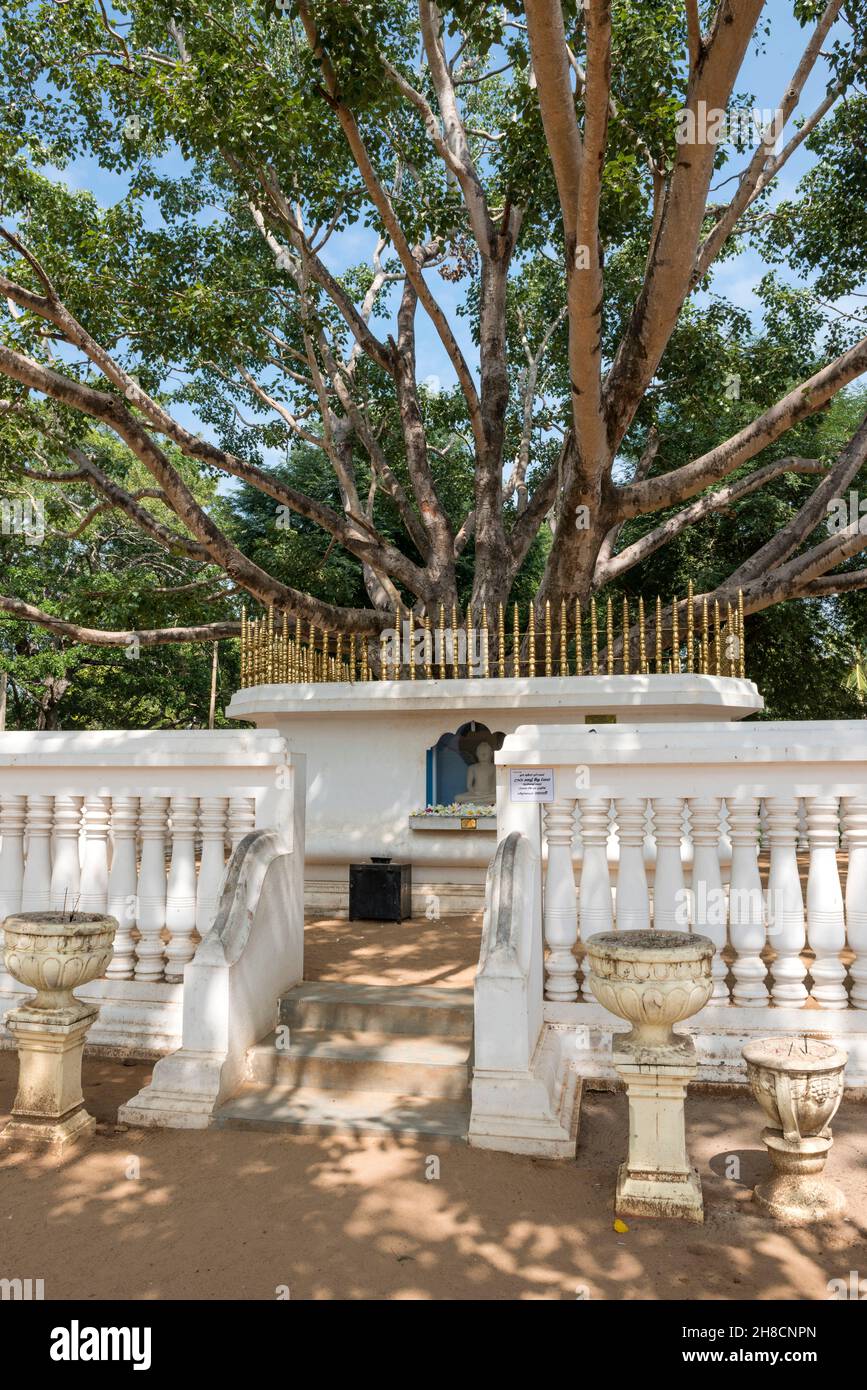 Sri Lanka, province du centre, Centrale Province, Badulla district ...