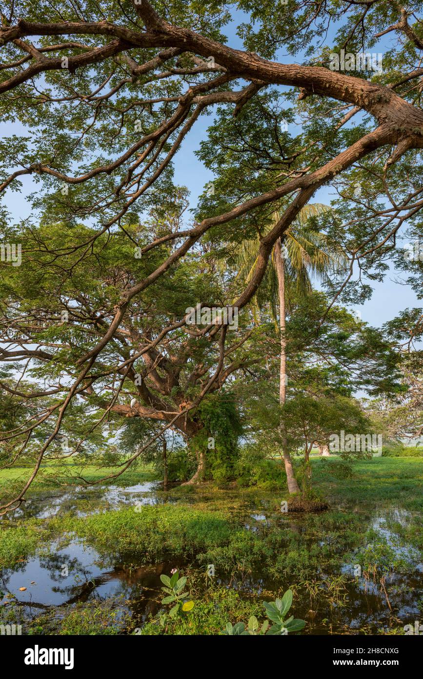 Sri Lanka, Uva Province, Kataragama, ville, Staadt, town, eau, Wasser ...