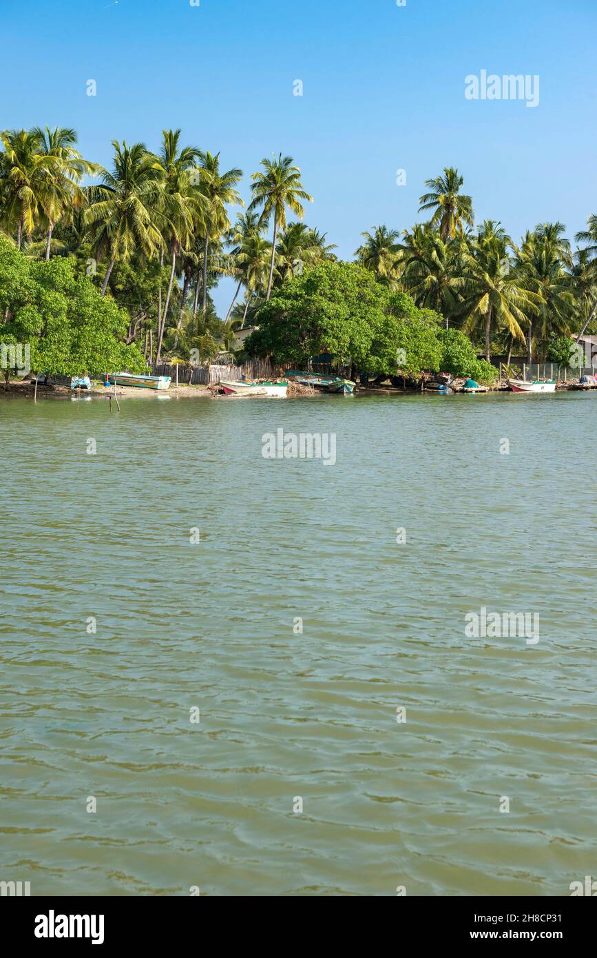 Palmiers sri lanka hi-res stock photography and images - Alamy