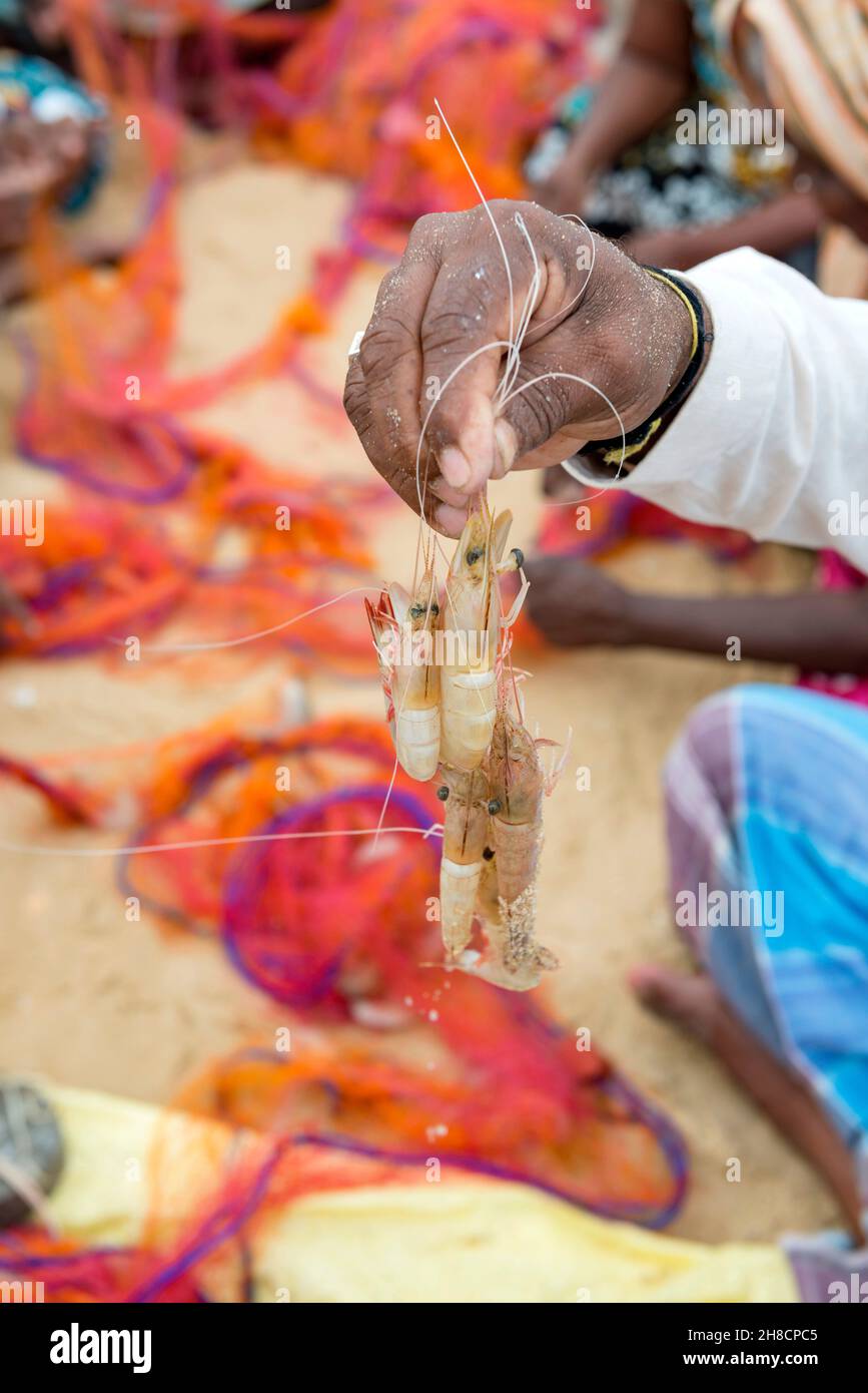 Sri Lanka, Northern Province, Province du Nord, Nördliche Provinz ...