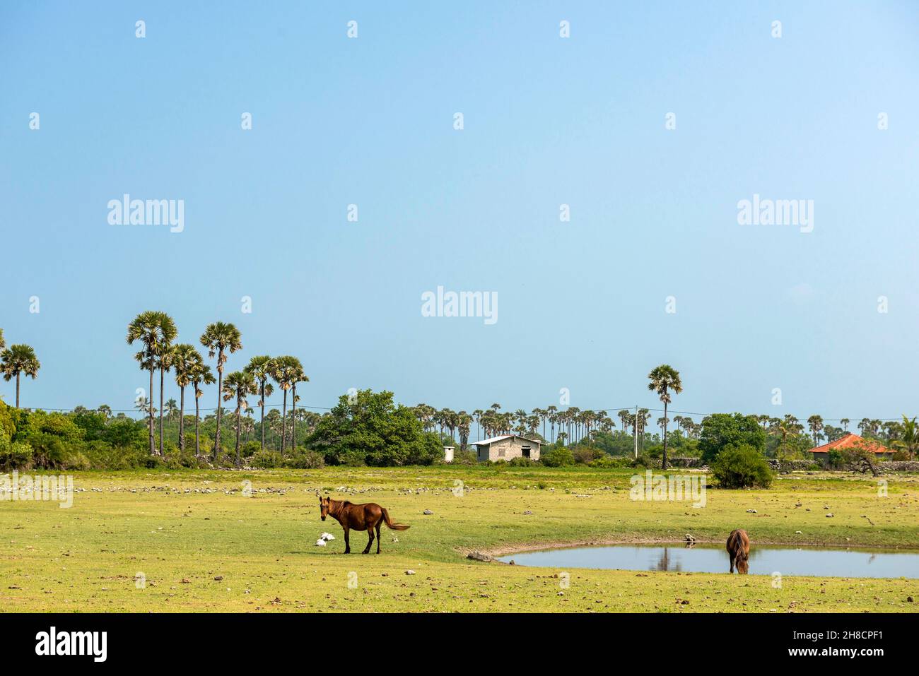 Sri Lanka, Northern Province, Province du Nord, Nördliche Provinz, île ...