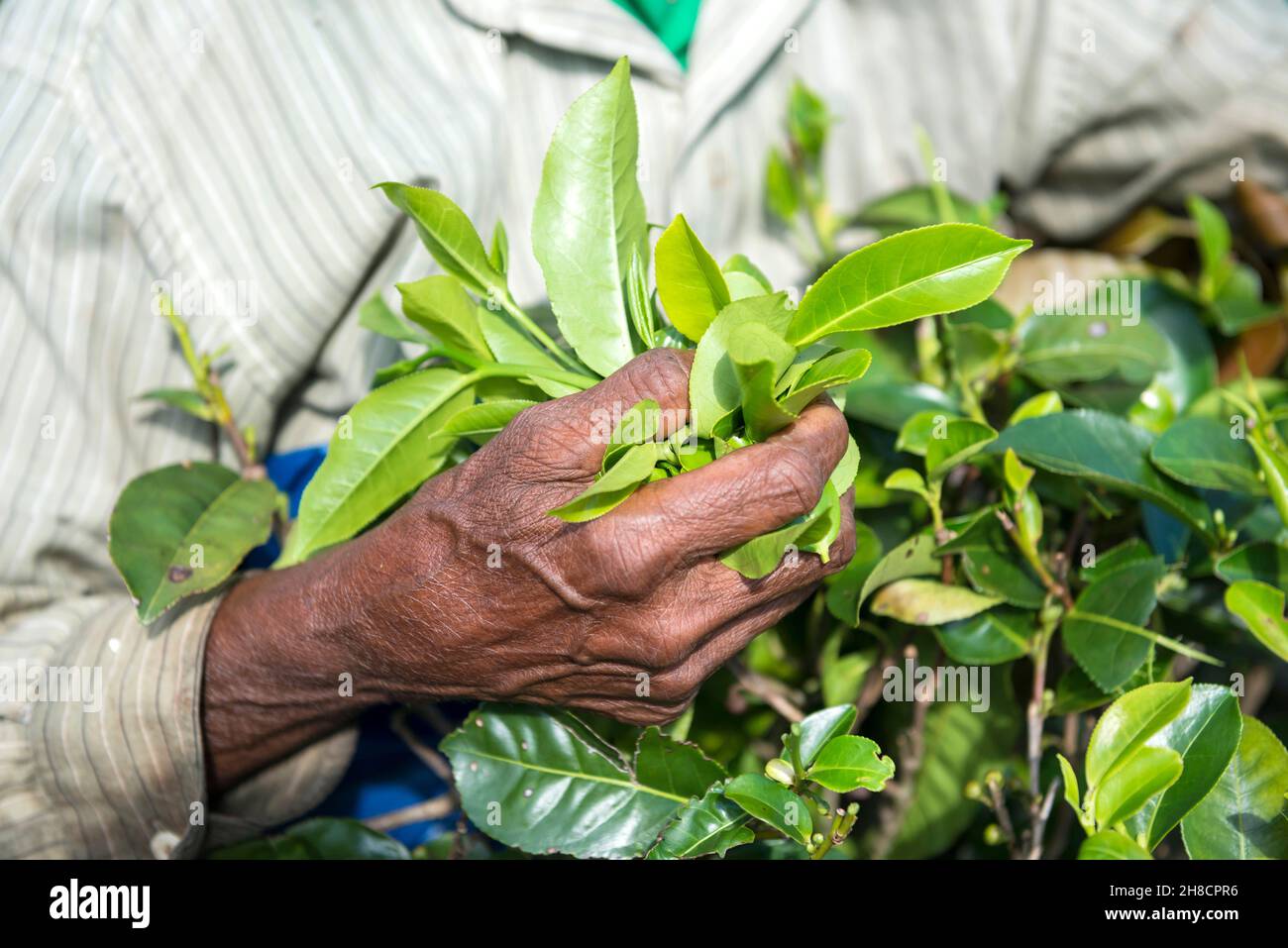 Handunugoda tea factory hi-res stock photography and images - Alamy