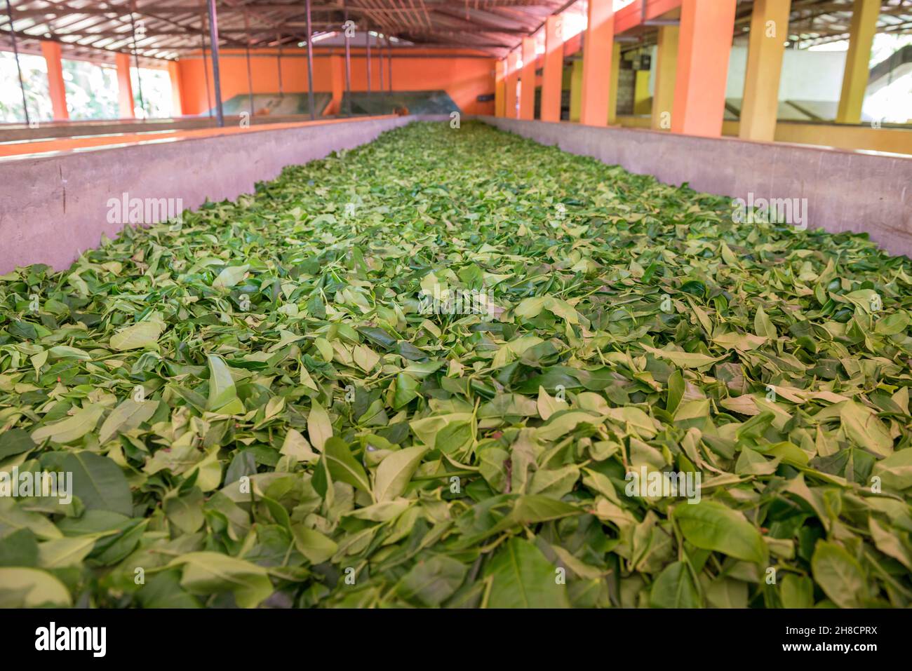 Sri Lanka, Southern Province, Sud du Sri Lanka, Süd Sri Lanka, South ...