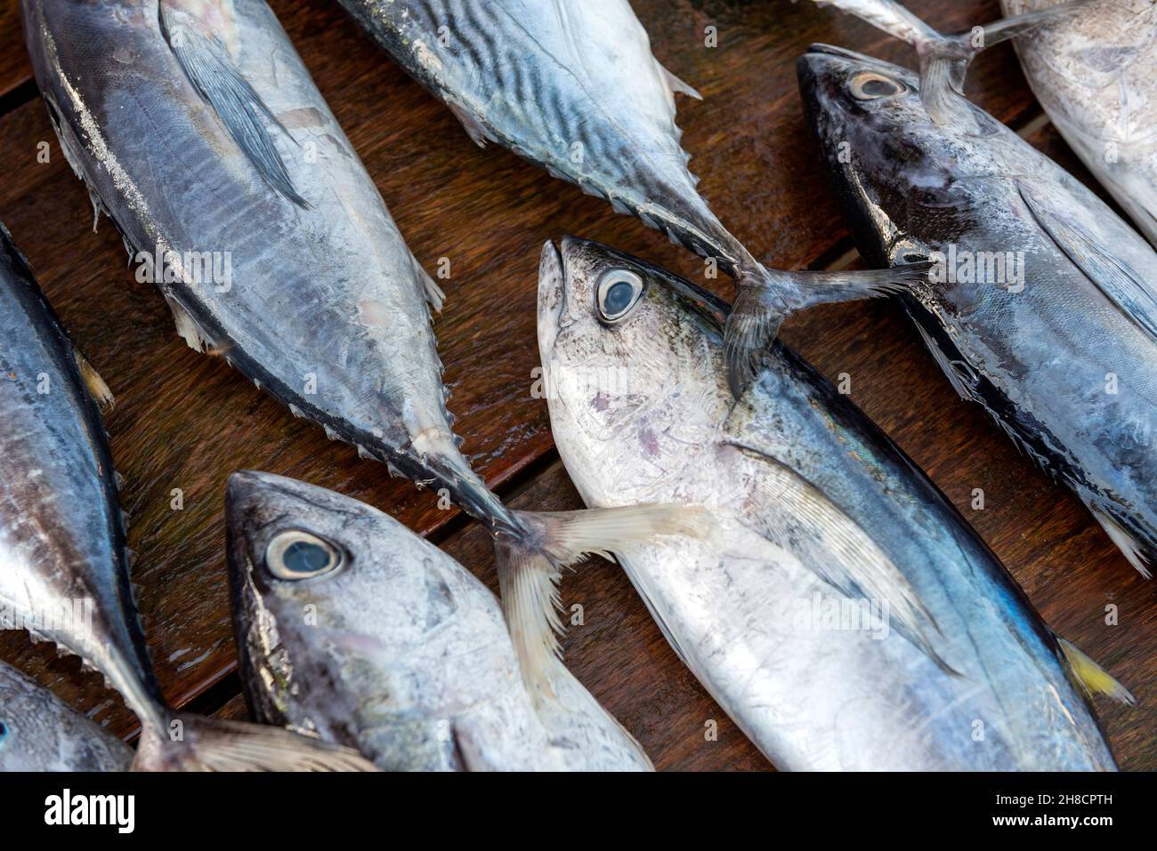 Sri Lanka, Southern Province, Sud du Sri Lanka, Süd Sri Lanka, South ...