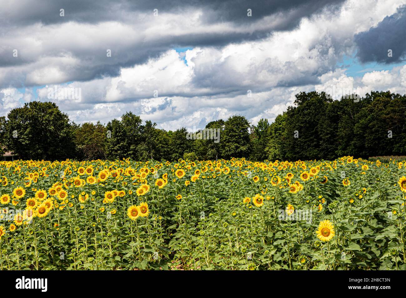 Field of Sunflowers in rural Georgia in the Summer Stock Photo - Alamy