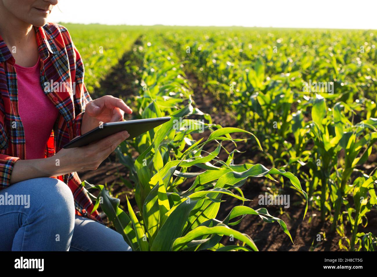 Middle age female caucasian maize farmer with tablet computer kneeled ...