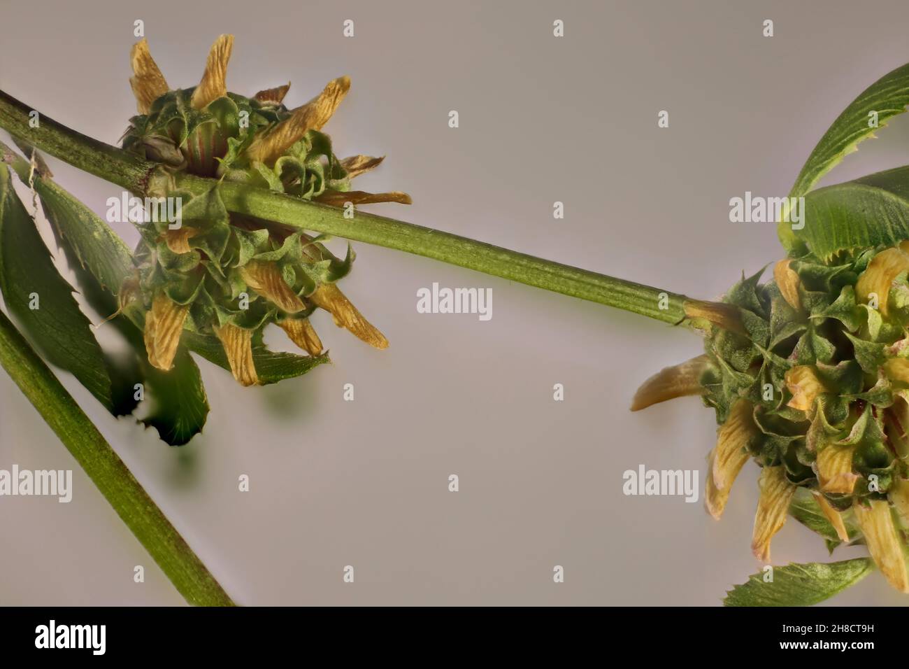 Burr weed seeds hi-res stock photography and images - Alamy