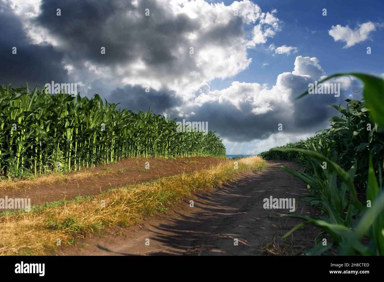 Dirt road through maize green field under blue sky in Ukraine Stock ...