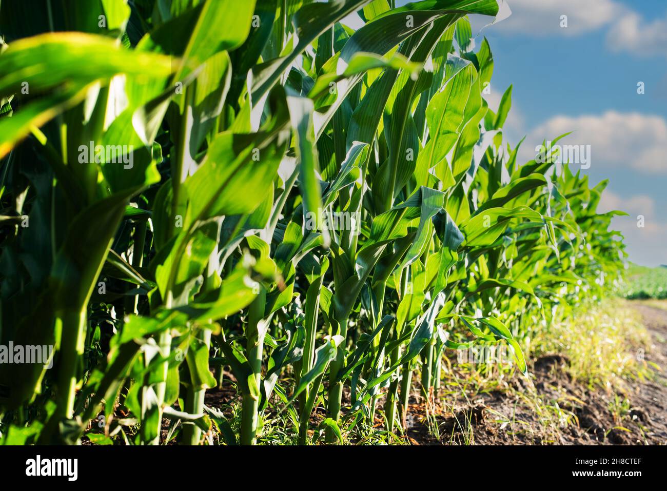 Dirt road through maize green field under blue sky in Ukraine Stock ...