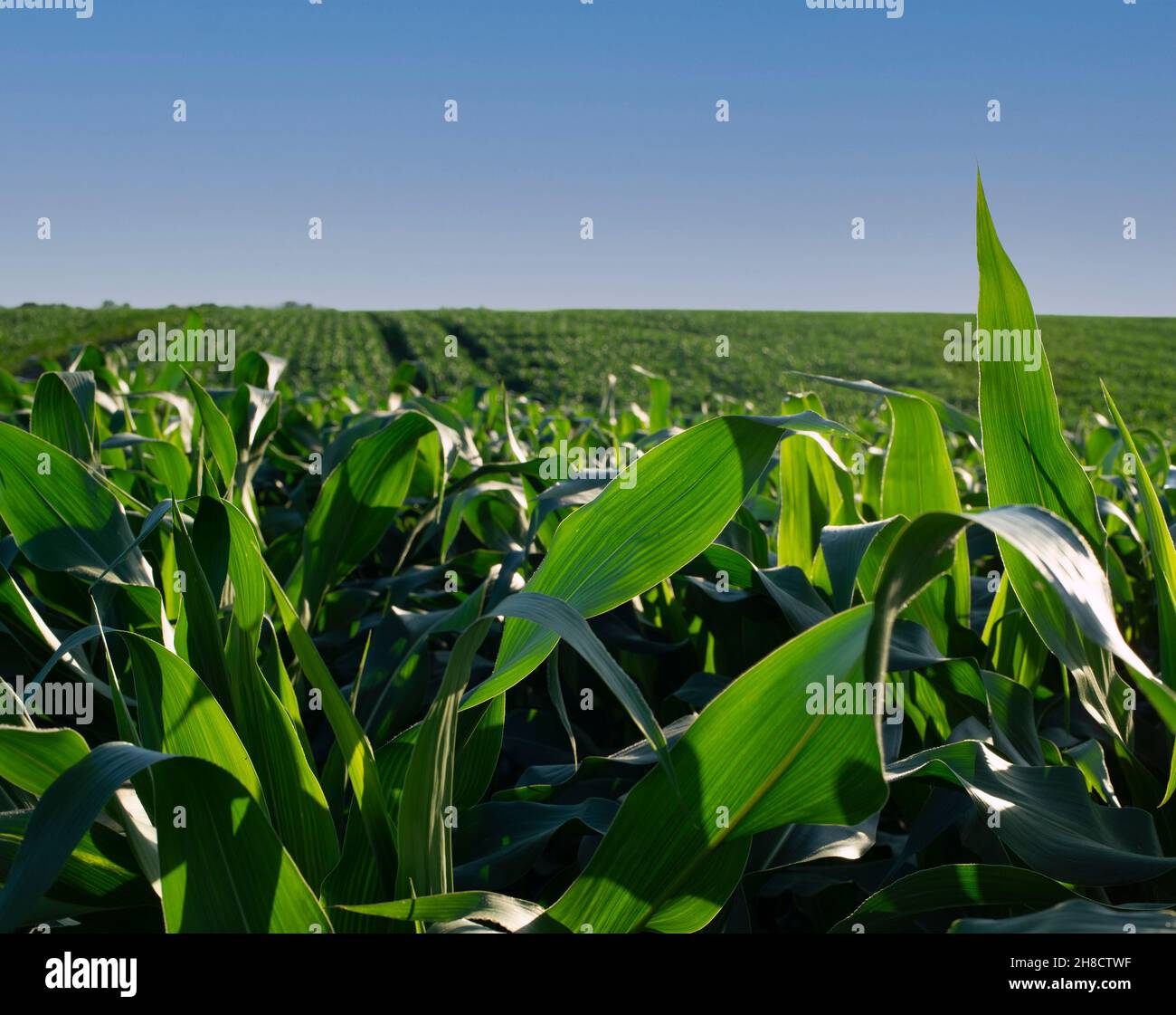 Green field of young maize stalks under blue sky in Ukraine Stock Photo ...