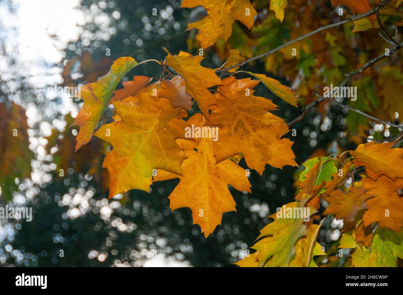 Around the UK - Autumn Colours Stock Photo - Alamy