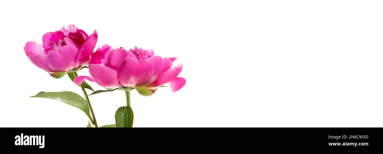 Two pink peonies isolated on white background. Floral wide panoramic ...