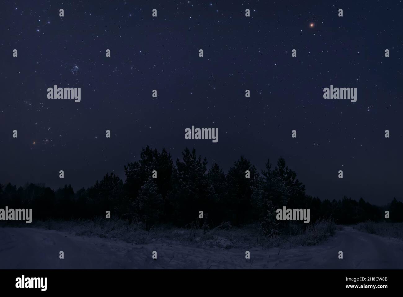 Beautiful night winter landscape with snowy forest, fir trees, snow ...