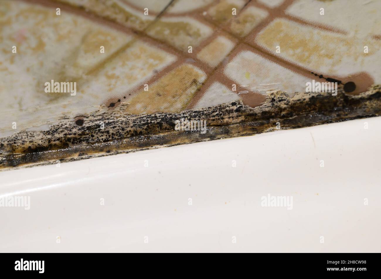 Fungus and mold in the bathroom Stock Photo - Alamy