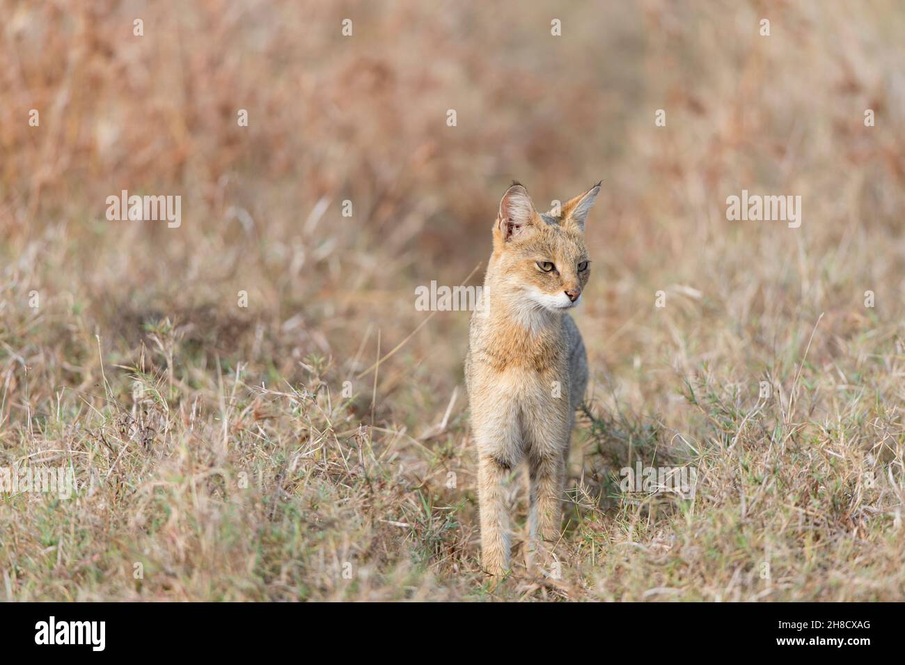 Panna cat hi-res stock photography and images - Alamy