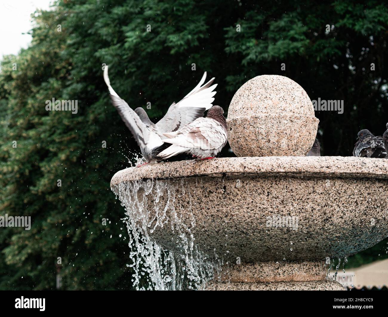 Pigeons bathing in the fountain. Pigeons taking a bath perched on water ...