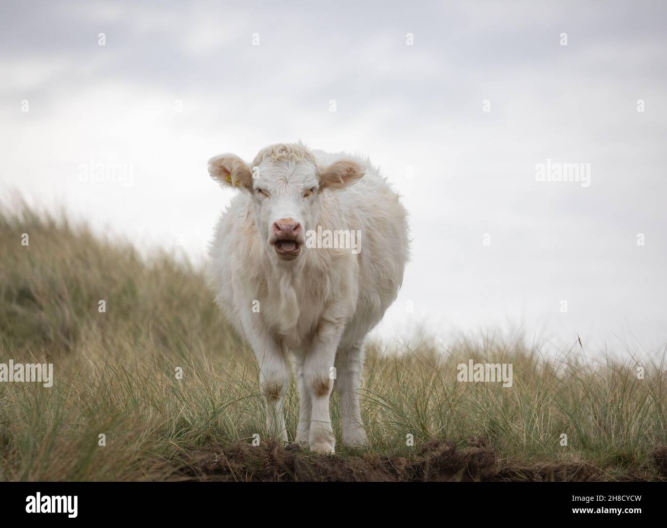 Whitebred shorthorn cow hi-res stock photography and images - Alamy