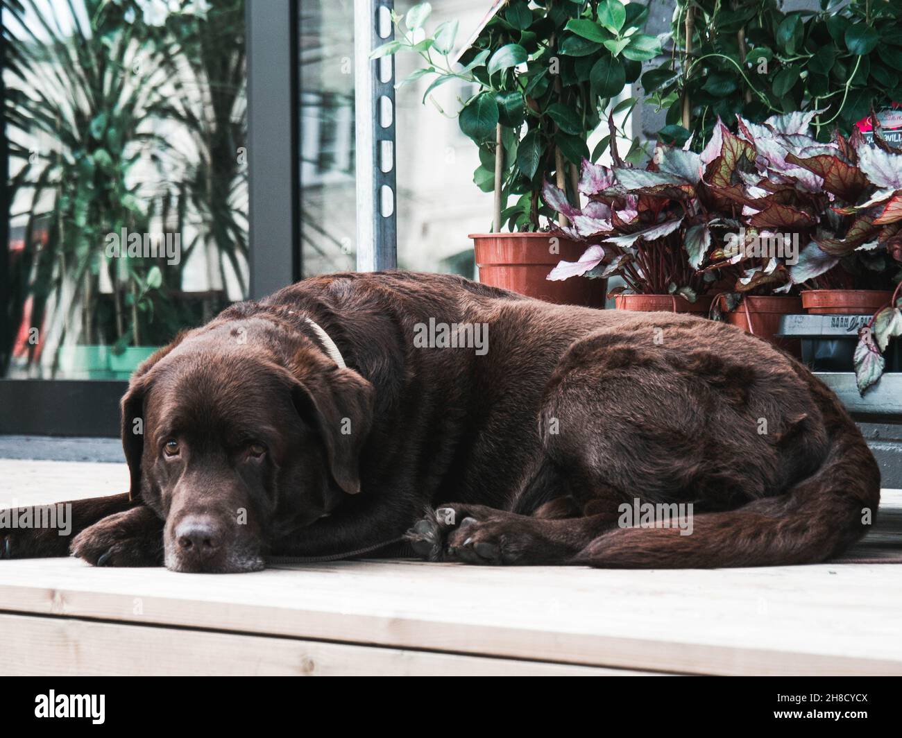 Adult Chocolate Lab High Resolution Stock Photography and Images - Alamy