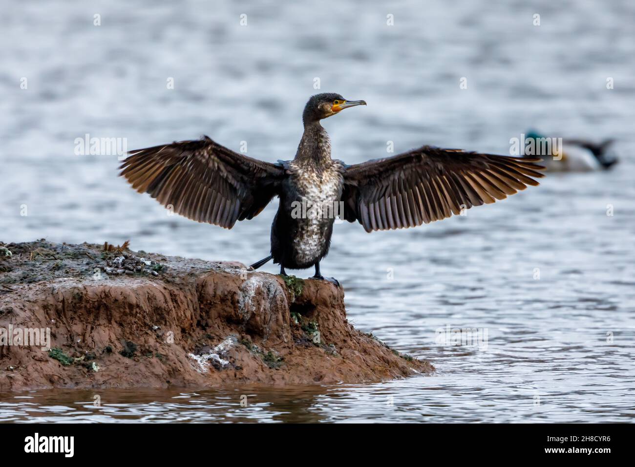 Cormorant with wings spread hi-res stock photography and images - Alamy
