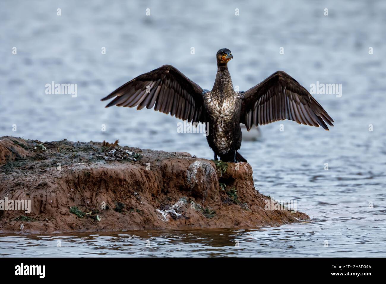 Cormorant with wings spread hi-res stock photography and images - Alamy
