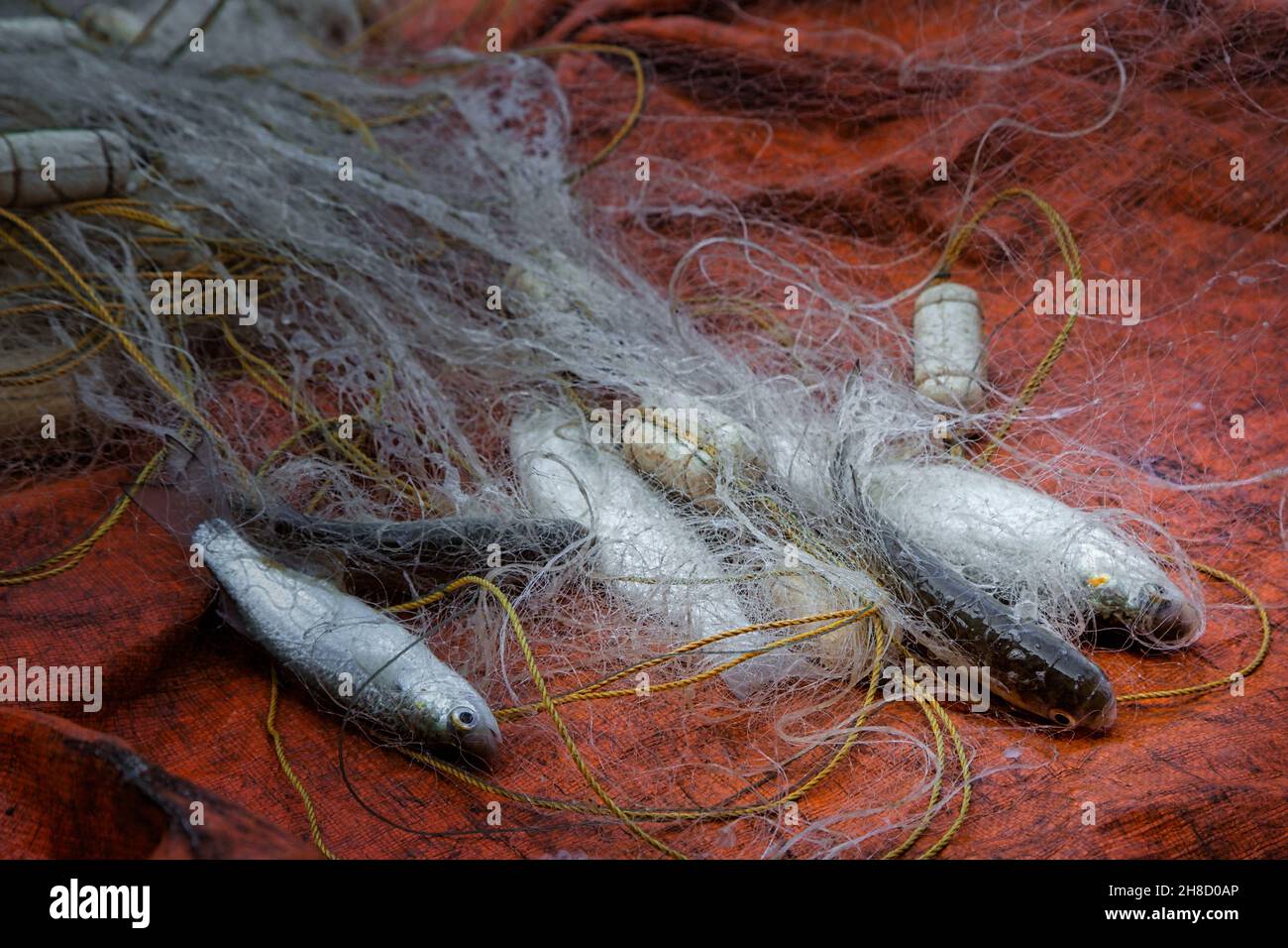 Fischer fisch fischernetz hi-res stock photography and images - Alamy