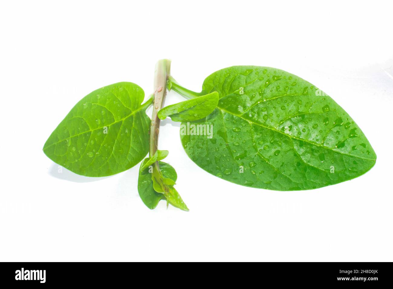 Green basella alba leaves with mucilaginous texture Stock Photo - Alamy