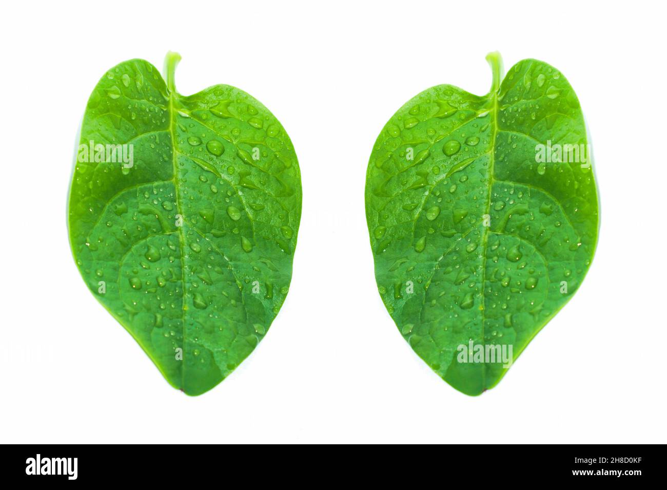 Basella alba natural hi-res stock photography and images - Alamy