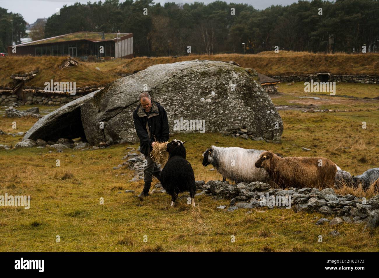 The shepherd gives sheep hay. GReen field with stones in Norway Stock ...