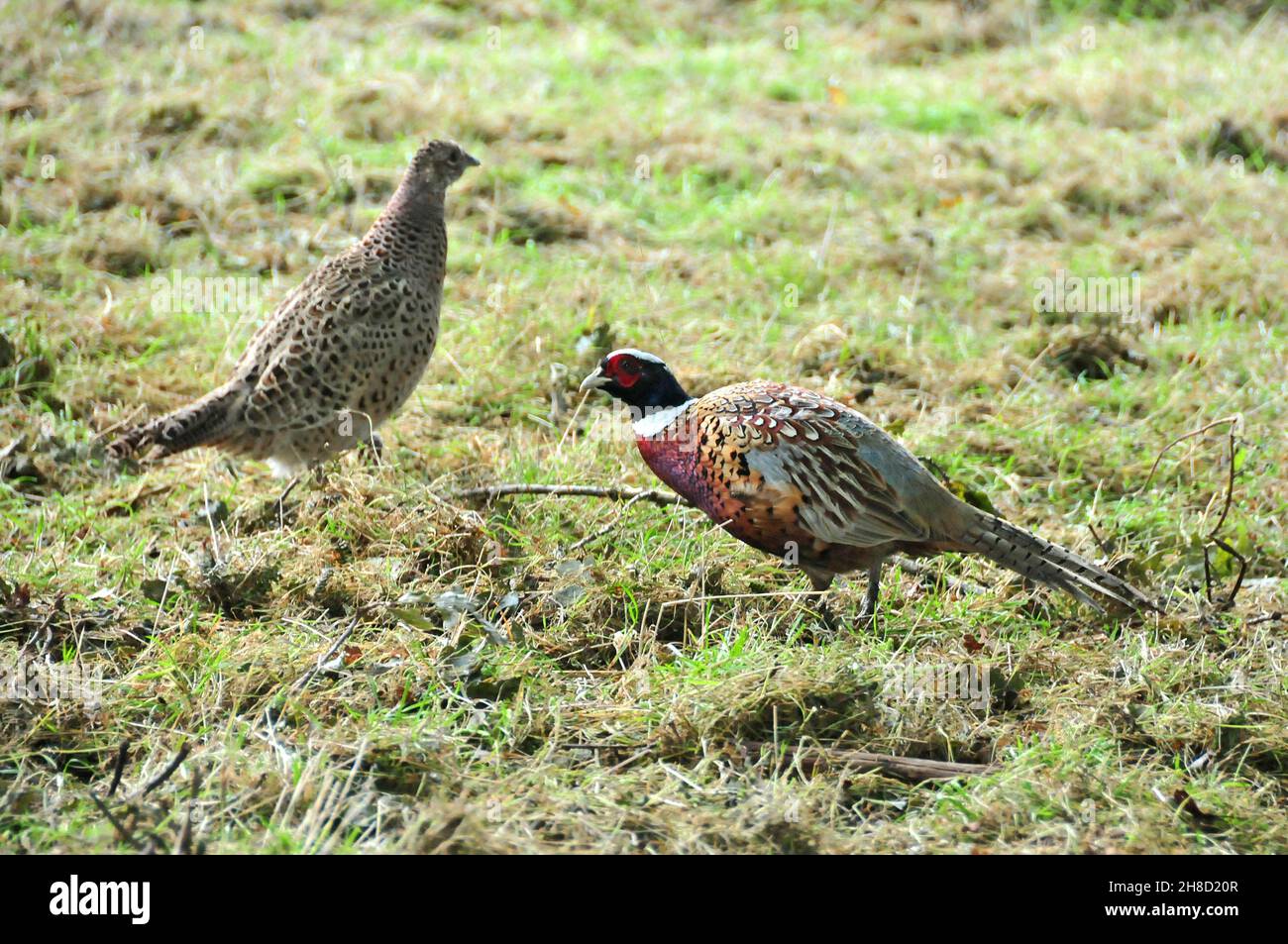 Male And Female Pheasants High Resolution Stock Photography and Images - Alamy