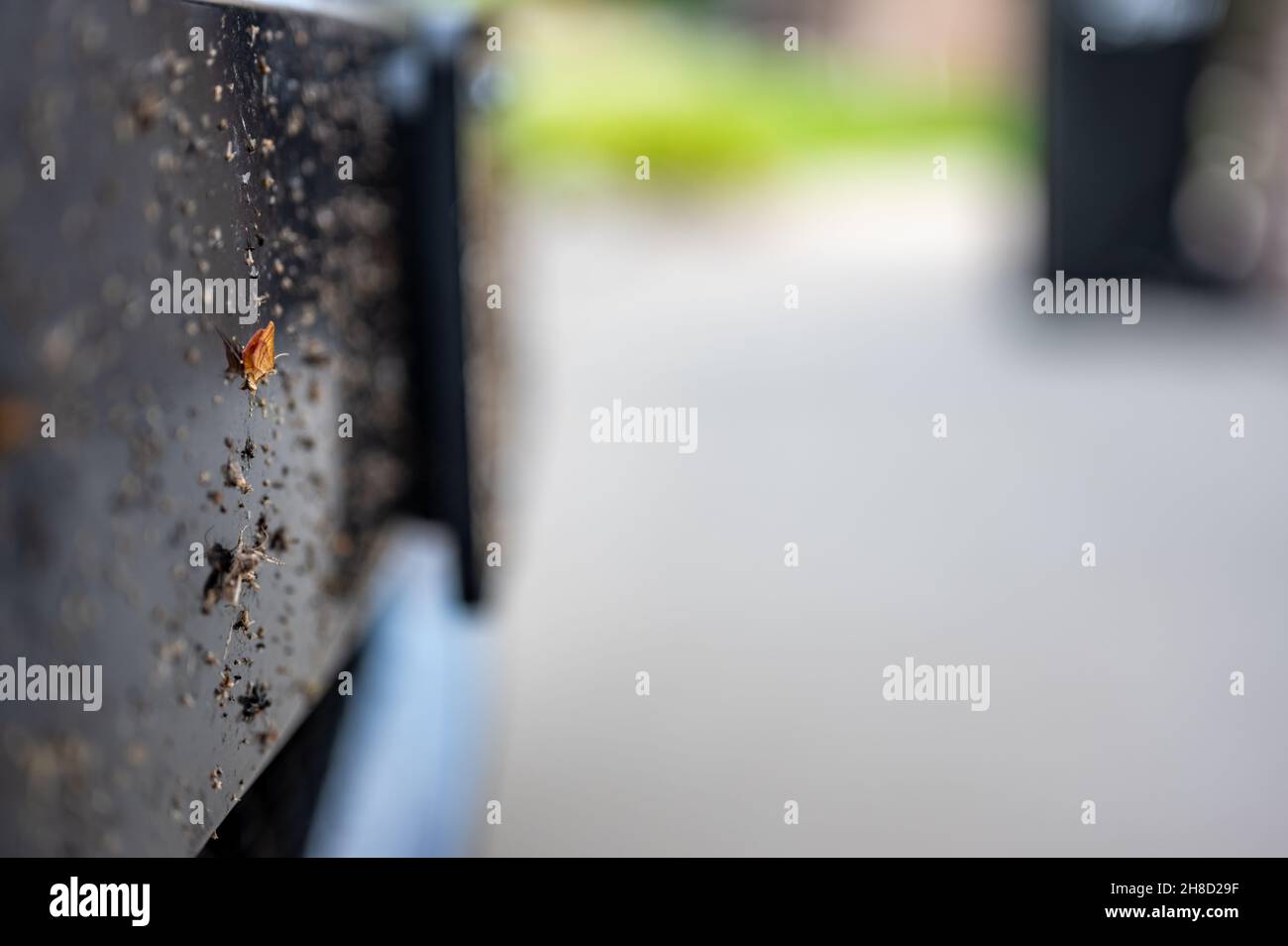 Selective focus on dead bugs splattered to the front grill and plates ...