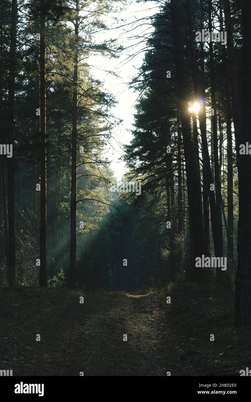 Evergreen trees road sun beams hi-res stock photography and images - Alamy