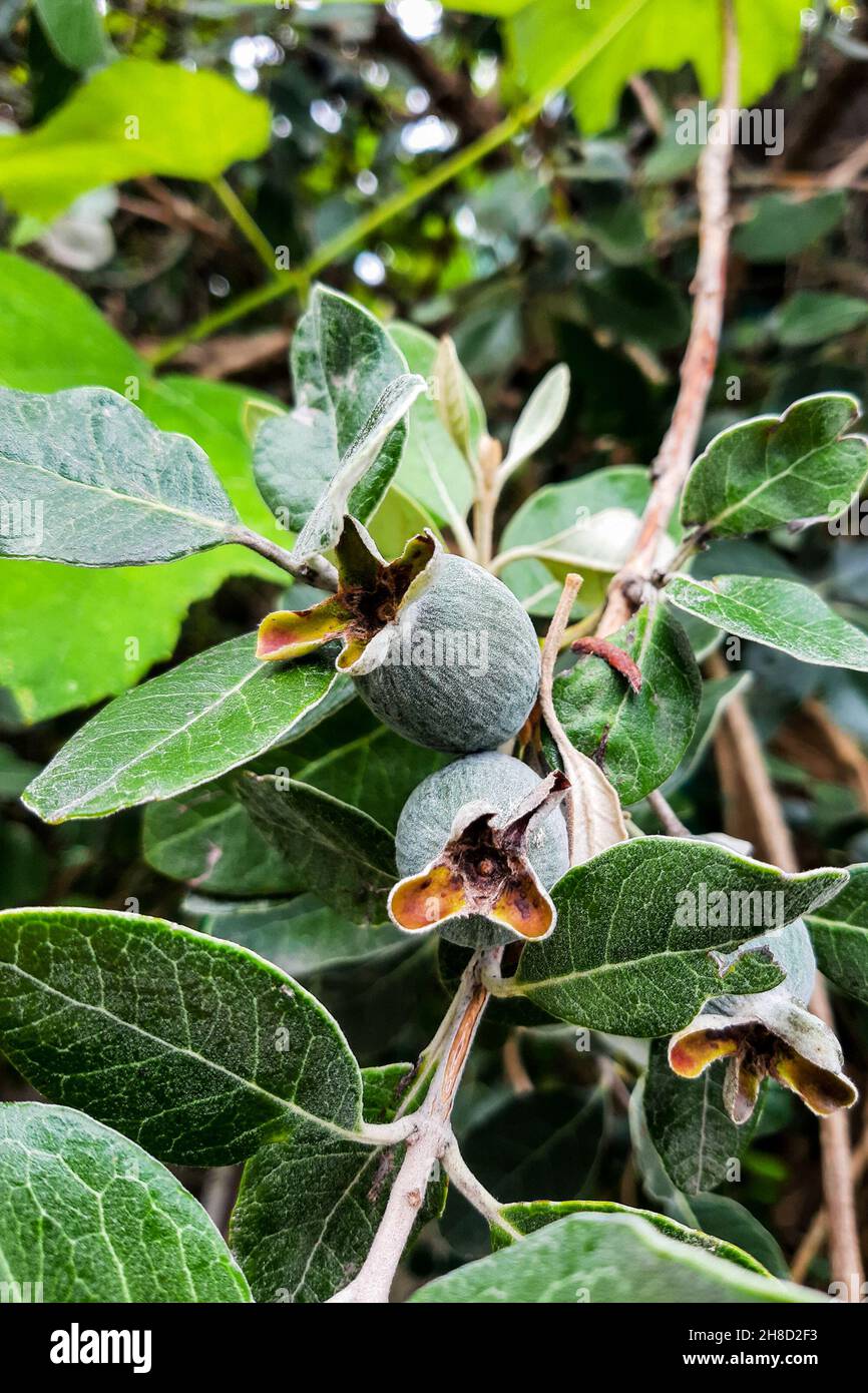 Green feijoa hanging on the feijoa tree branch, green leaves in a ...