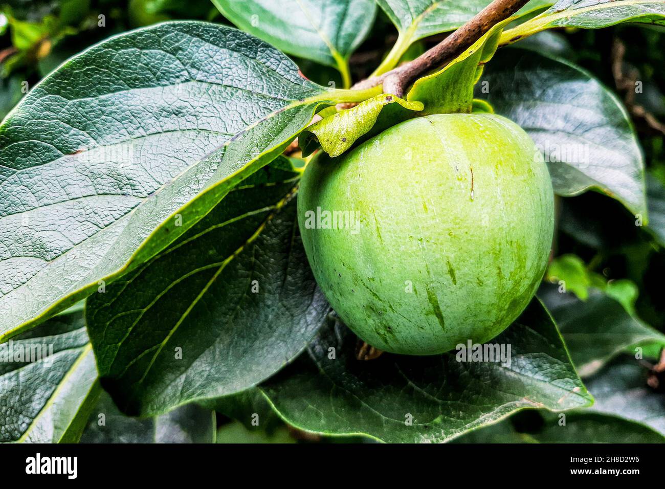 Persimmon,A green Persimmon trees,Ripening persimmon on the persimmon ...