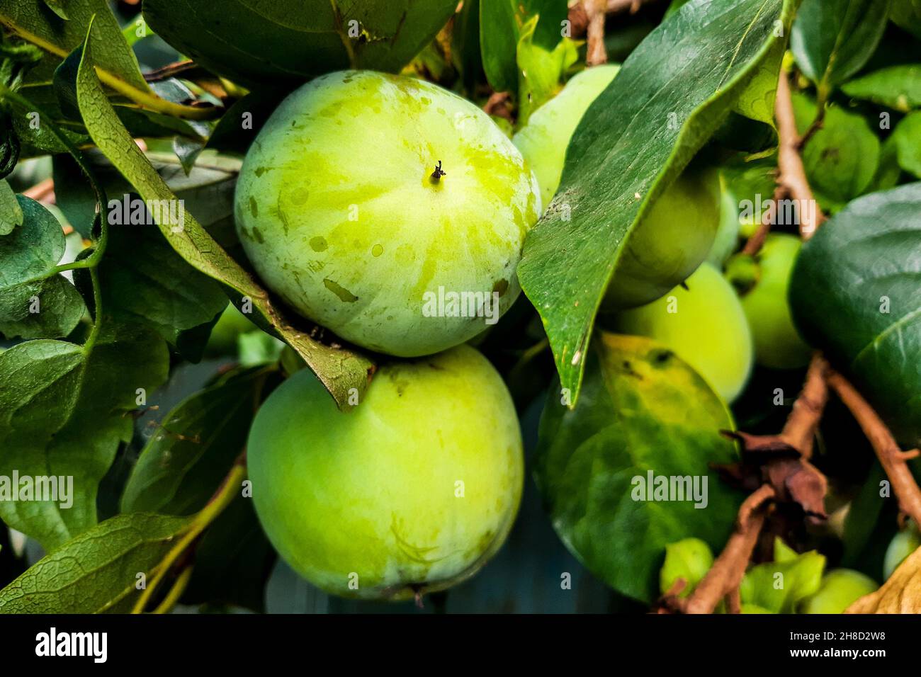 Persimmon,A green Persimmon trees,Ripening persimmon on the persimmon ...