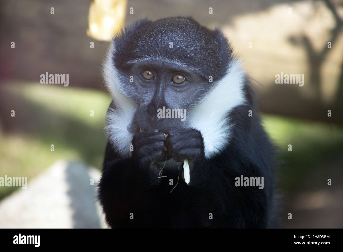 Colchester zoo monkey hi-res stock photography and images - Alamy