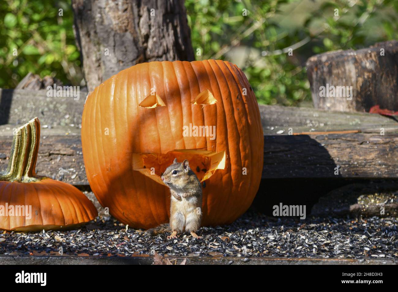 Pumpkin with chipmunk hi-res stock photography and images - Alamy