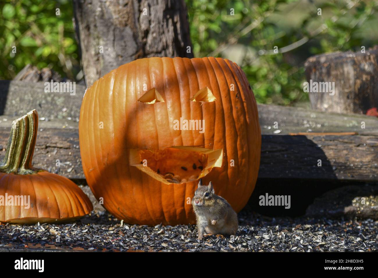 Pumpkin with chipmunk hi-res stock photography and images - Alamy