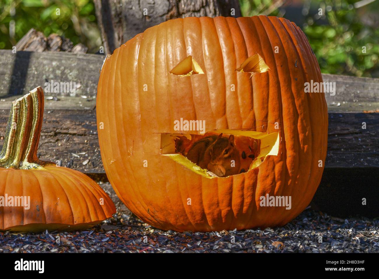 Pumpkin with chipmunk hi-res stock photography and images - Alamy