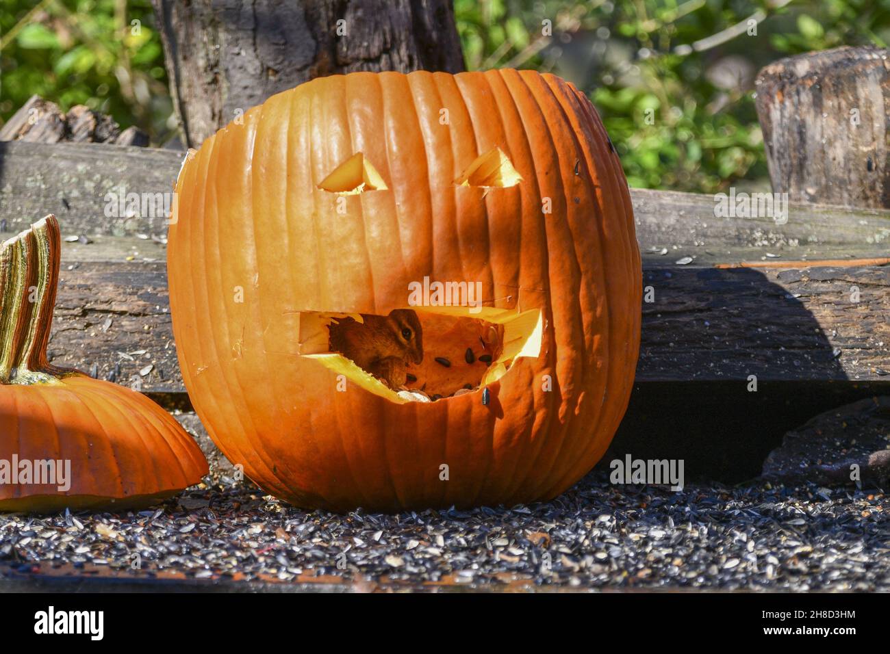 Pumpkin with chipmunk hi-res stock photography and images - Alamy