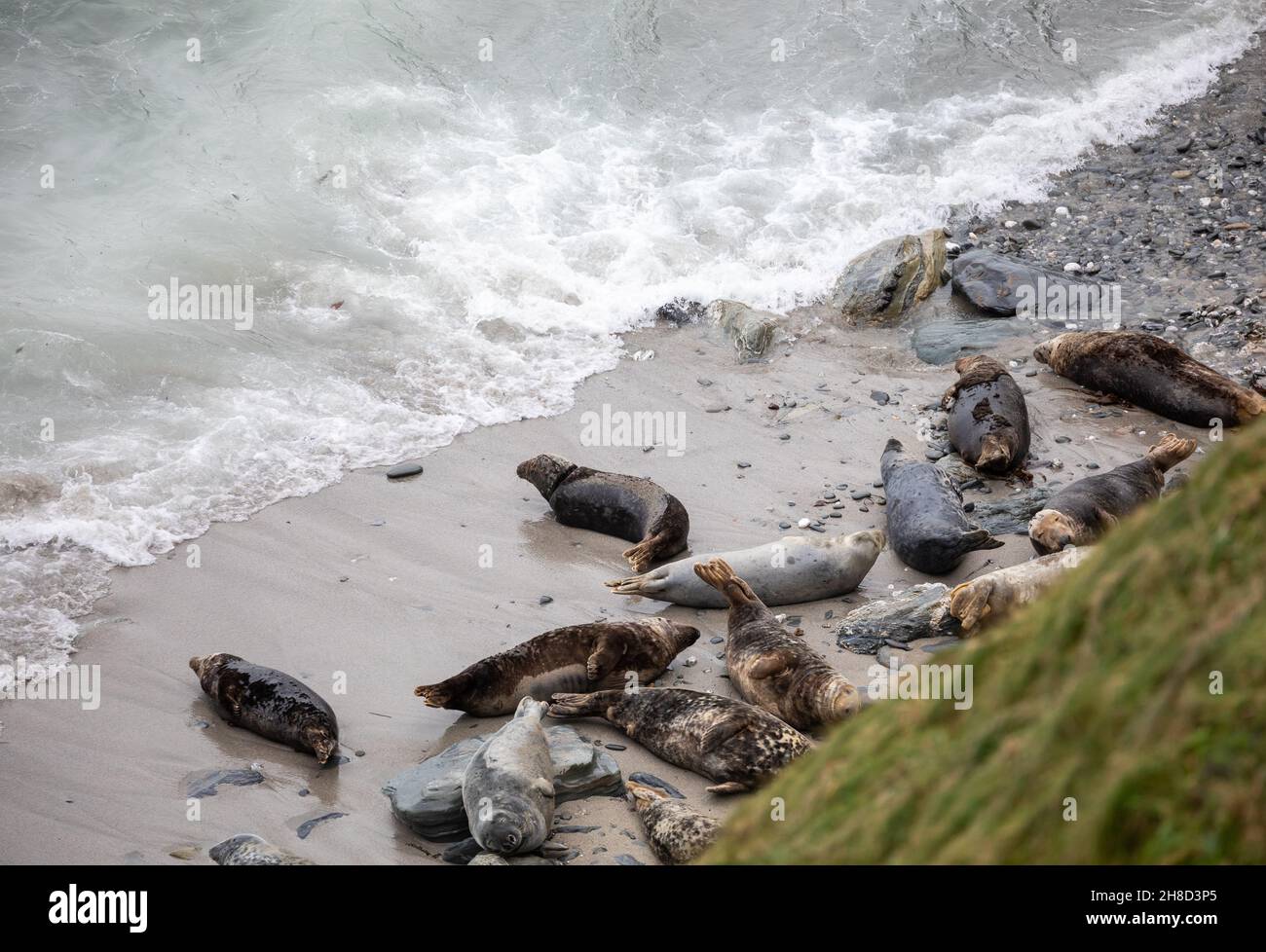 Mutton Cove,Godrevy,Cornwall,29th November 2021,People were out walking ...