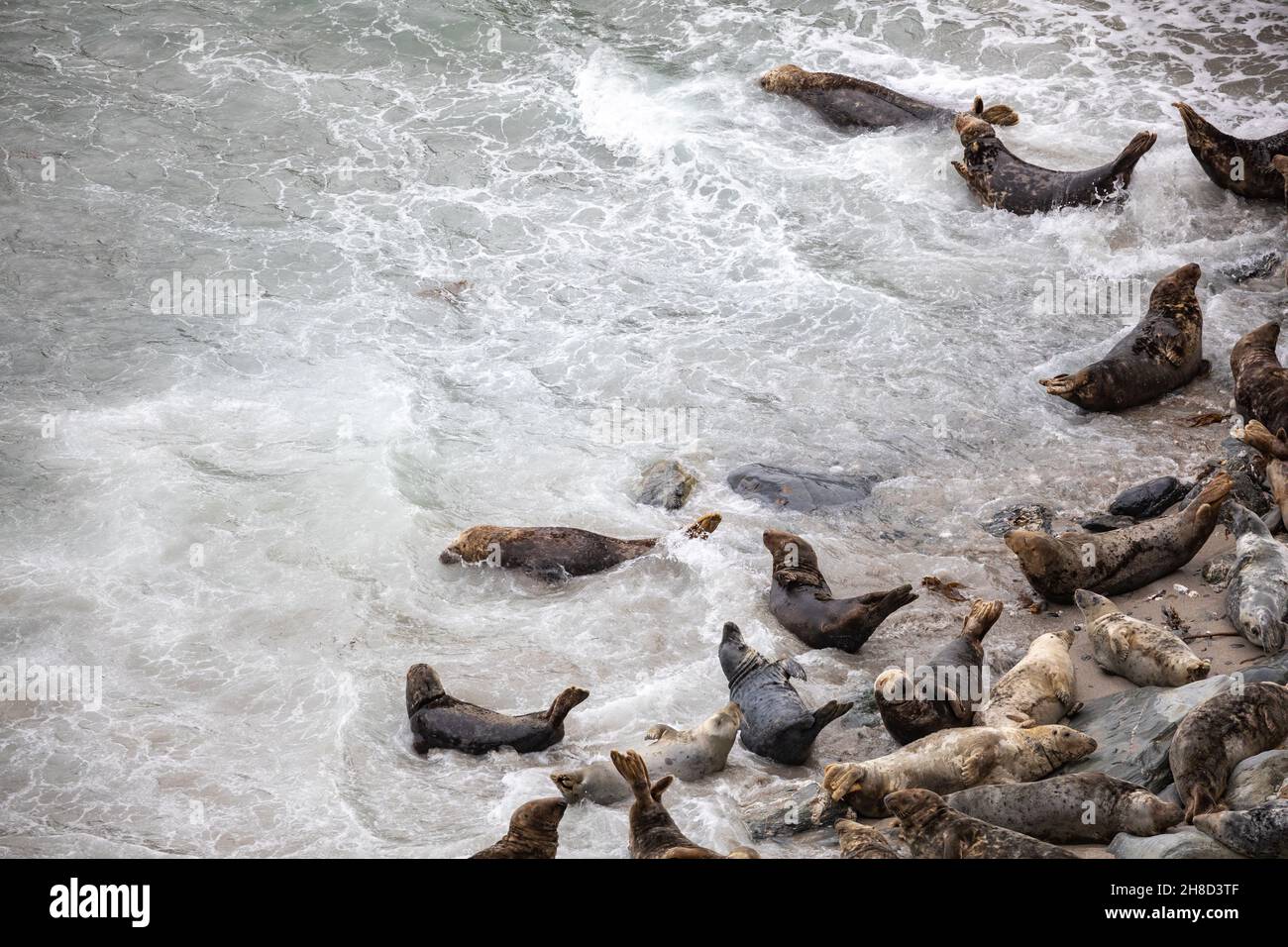 Mutton cove seals hi-res stock photography and images - Alamy